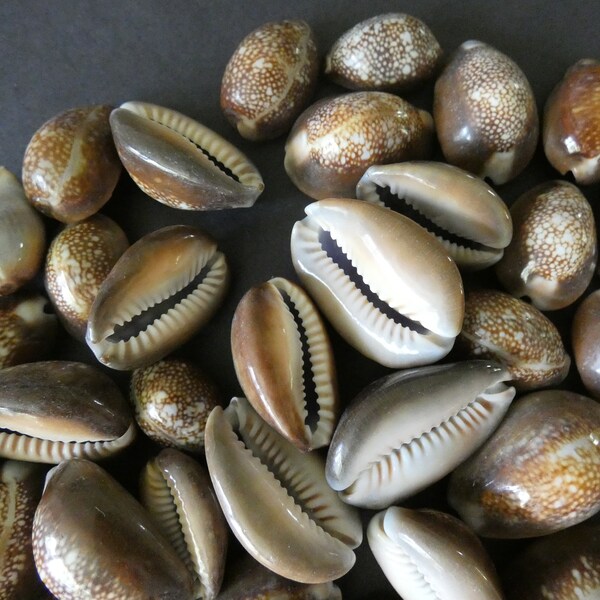 Shell Beads - Etsy