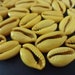 20-25mm Painted Natural Cowrie Shell Beads, Undrilled Spiral Shell ...
