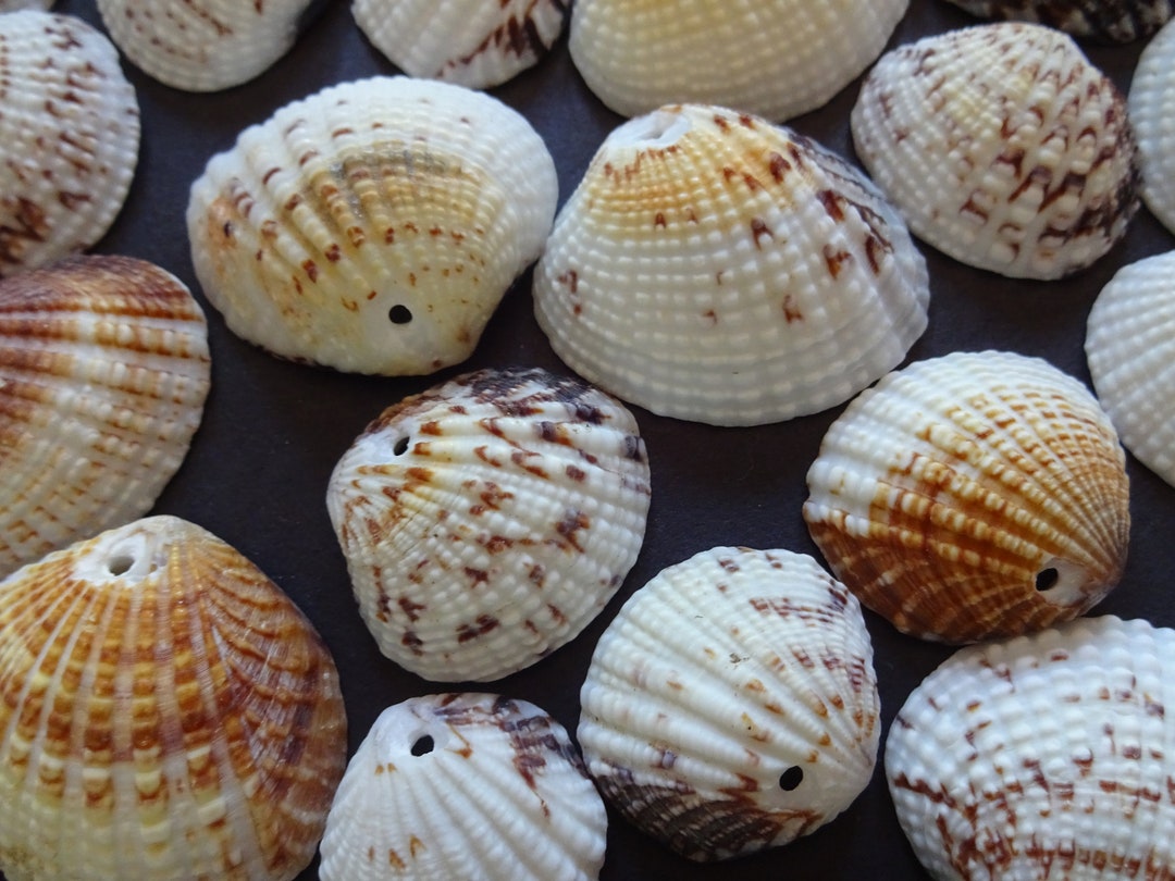 21-35mm Natural Shell Beads, Mixed Drilled Shells, White Sea Shells ...