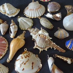 Shells - Etsy