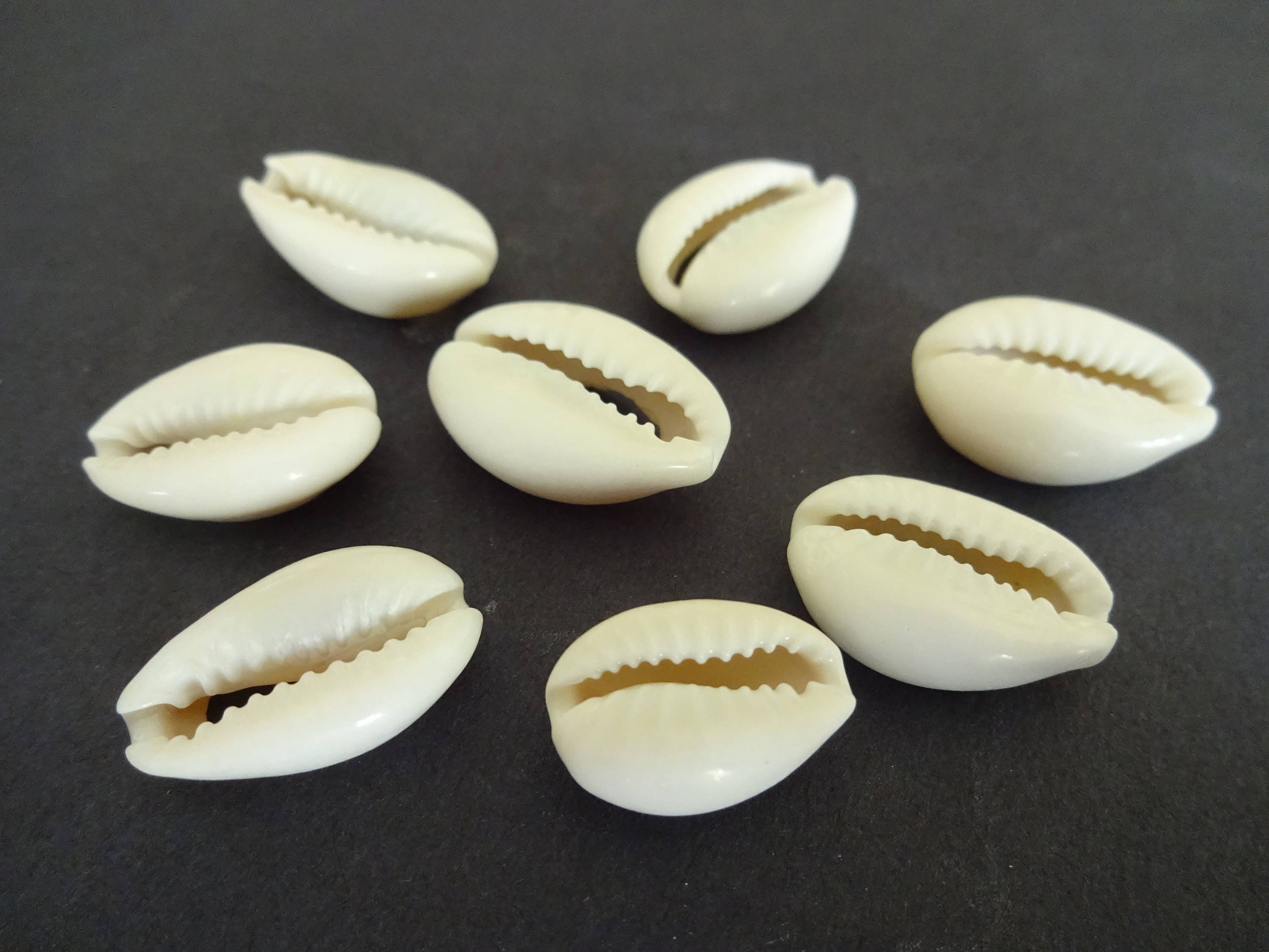 18 20mm Natural Cowrie Shell Beads 13 14mm Wide Spiral Shell White