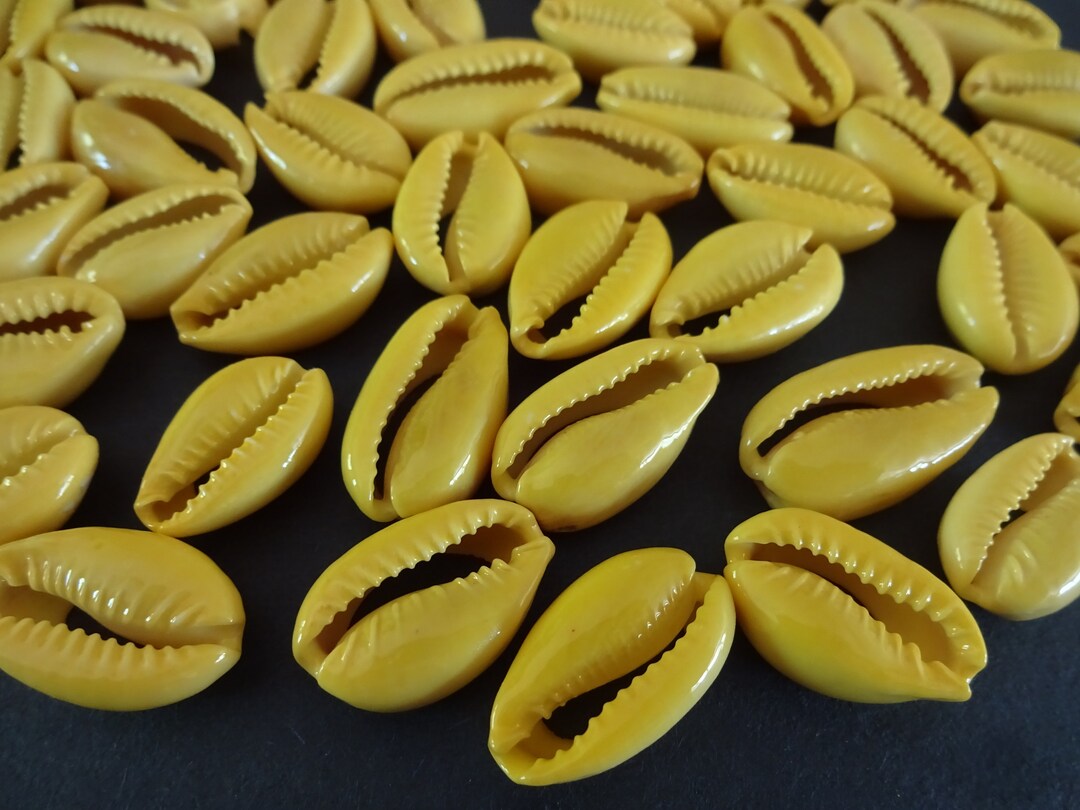 20-25mm Painted Natural Cowrie Shell Beads, Undrilled Spiral Shell ...