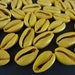 20-25mm Painted Natural Cowrie Shell Beads, Undrilled Spiral Shell ...