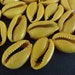20-25mm Painted Natural Cowrie Shell Beads, Undrilled Spiral Shell ...