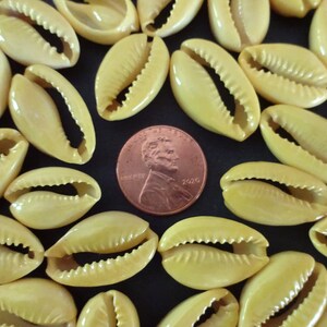 20-25mm Painted Natural Cowrie Shell Beads, Undrilled Spiral Shell ...