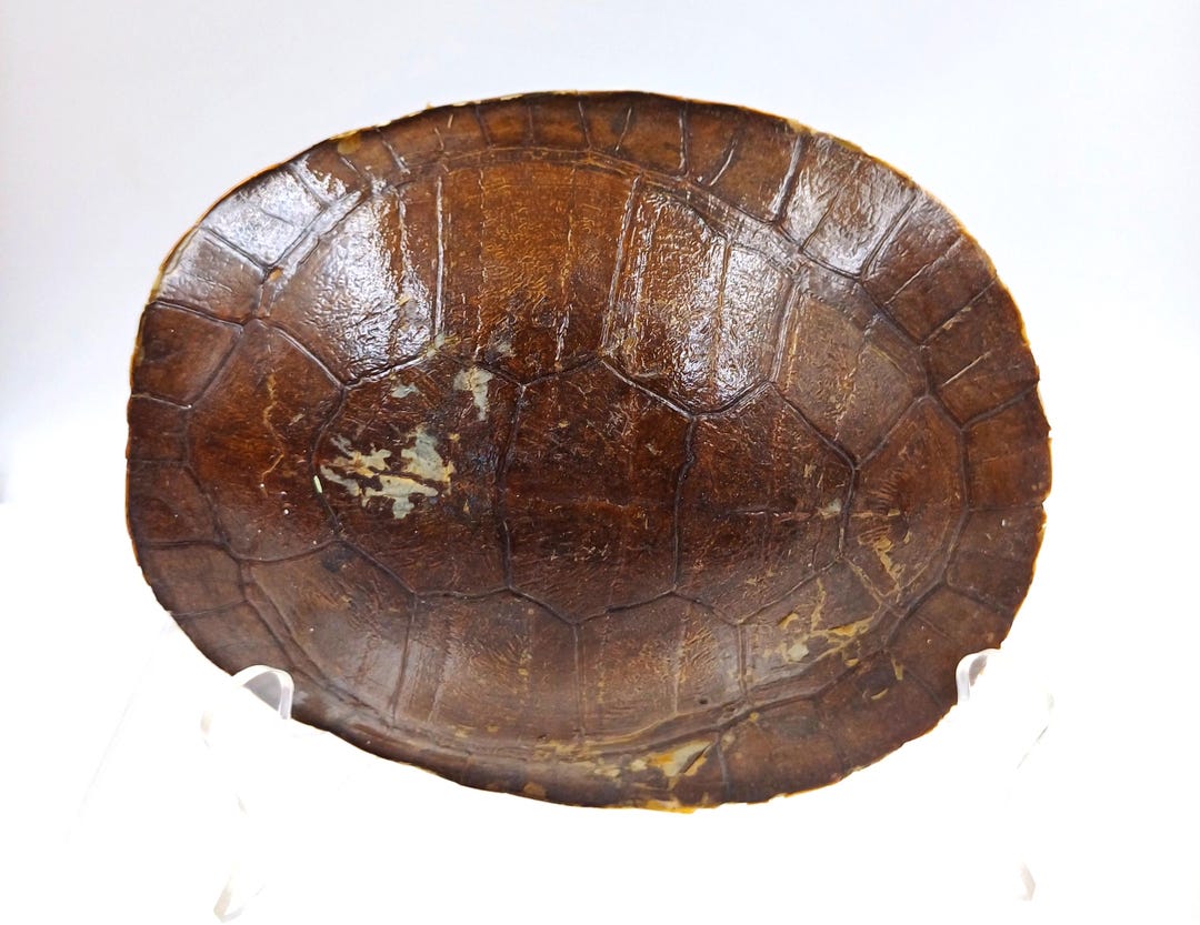 Vintage Turtle Shell - Etsy