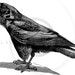 Vintage Raven Crow Illustration Printable 1800s Antique Birds | Etsy