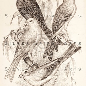 Vintage Canaries Printable Bird Illustration 1800s Antique Canary Print ...