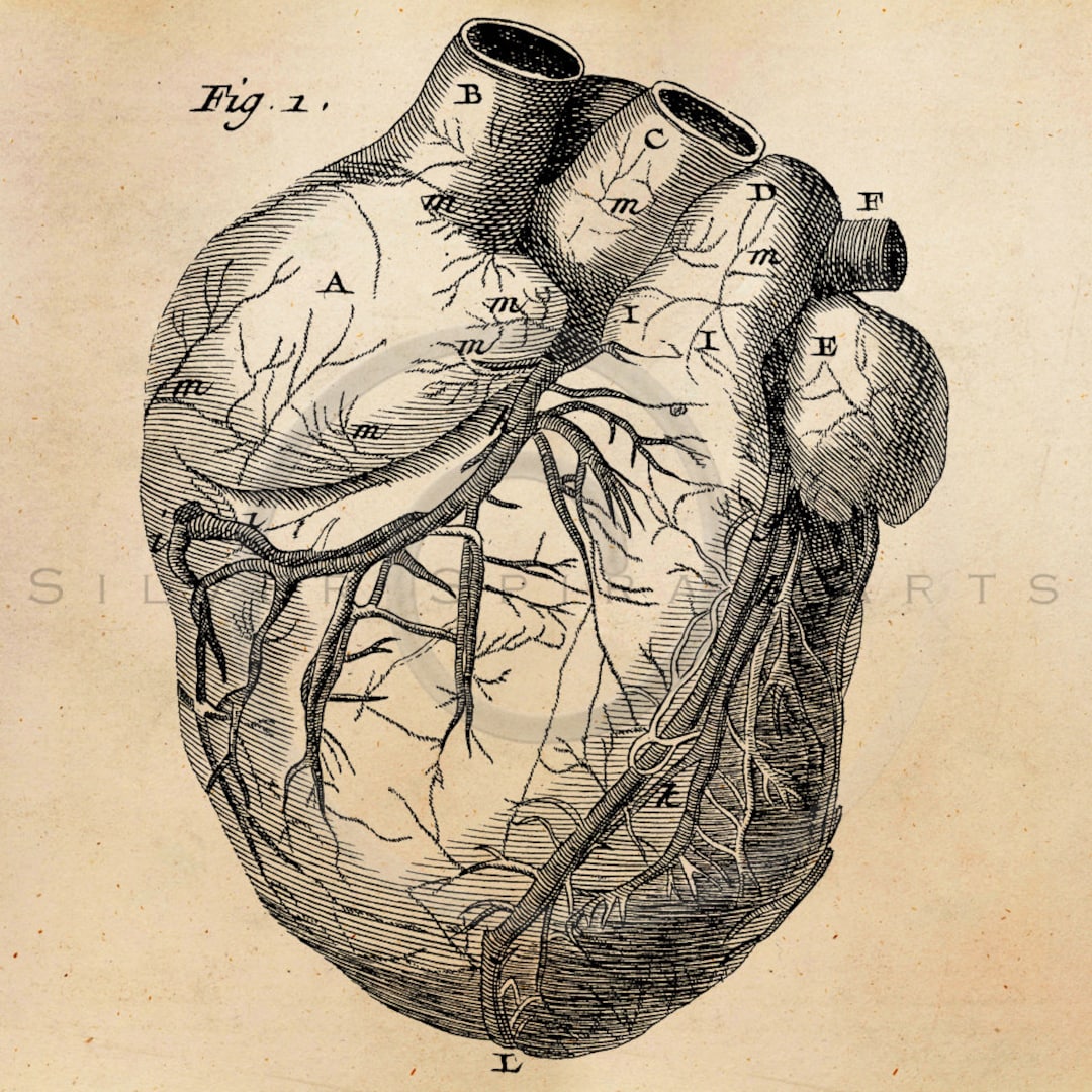 Human Heart Illustration Vintage