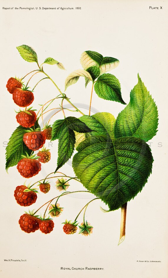 Raspberry Illustration Vintage