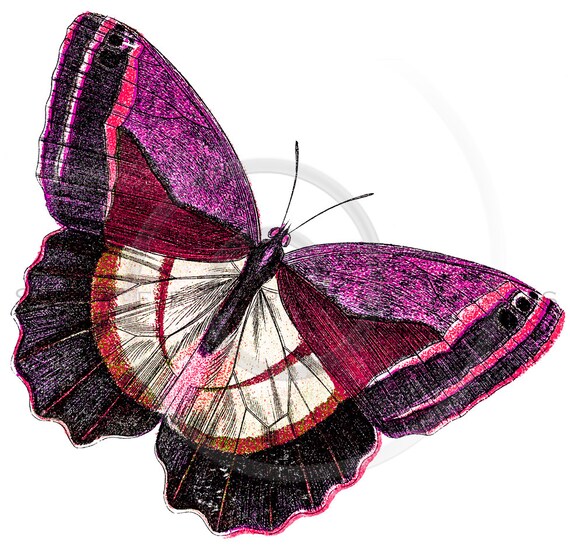 Vintage Butterfly Clip Art