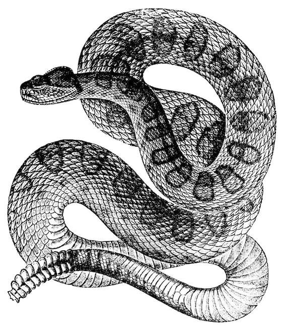 Black And White Drawings Of Snakes