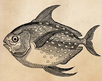 Digital Antique Fish Print Opah Fish Instant Download - Etsy