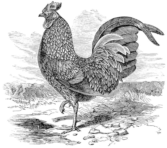 School Stationery Clipart Black And White Hen