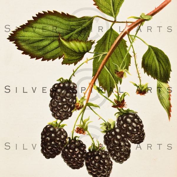 Blackberry Clip Art - Etsy