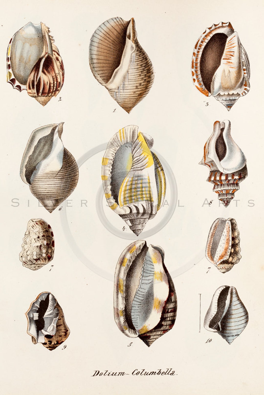 Vintage Seashell Printable Illustration 1800's Antique Shells Art Print ...