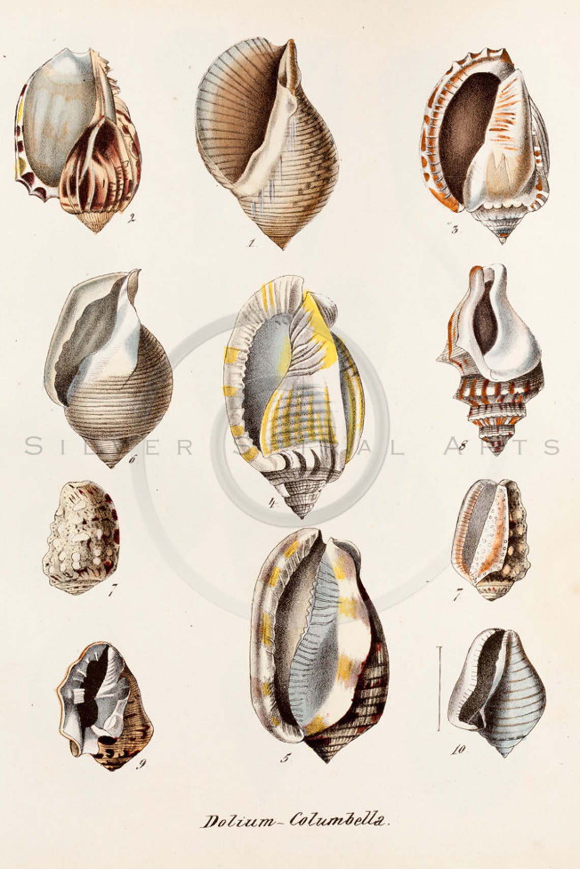 Vintage Seashell Printable Illustration 1800's Antique Shells Art Print ...