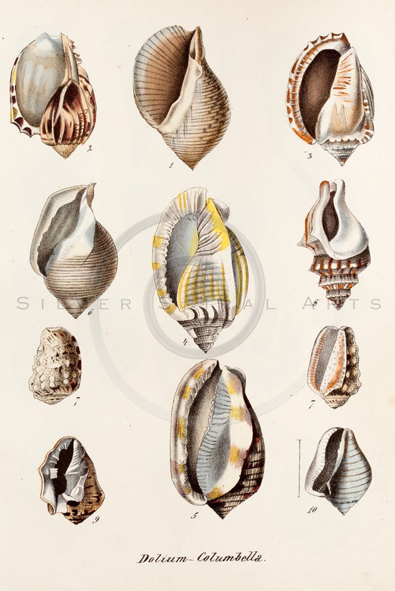 Vintage Shell Drawings