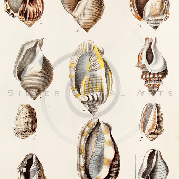 Vintage Seashell Art - Etsy