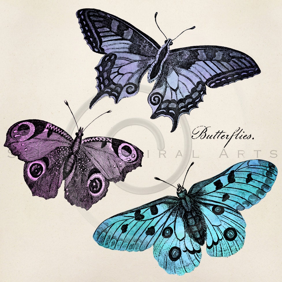 Vintage Butterfly Drawing