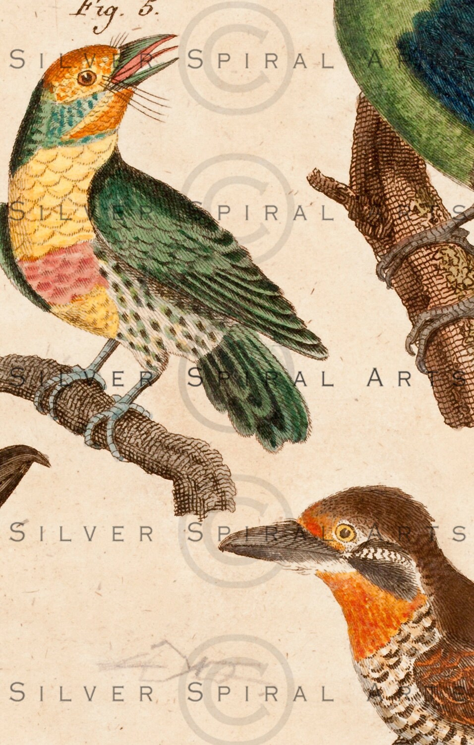 Vintage BIRD Image Digital Download Antique Bird Illustration Old Bird ...