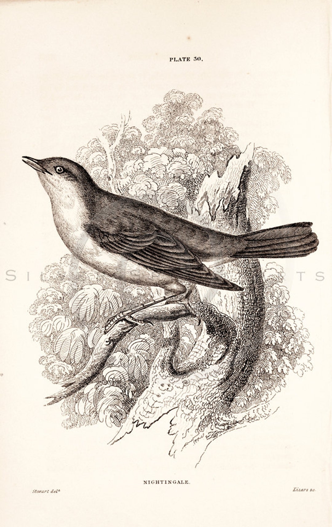 Vintage Nightingale Printable Bird Illustration 1800s Antique Print ...