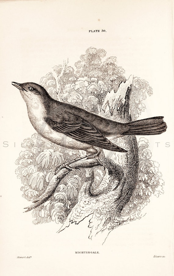 Nightingale Bird Drawing