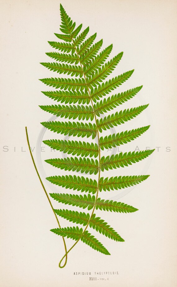 Home & Living Home Décor DOWNLOAD BOTANICAL Fern print Green Nature Art ...