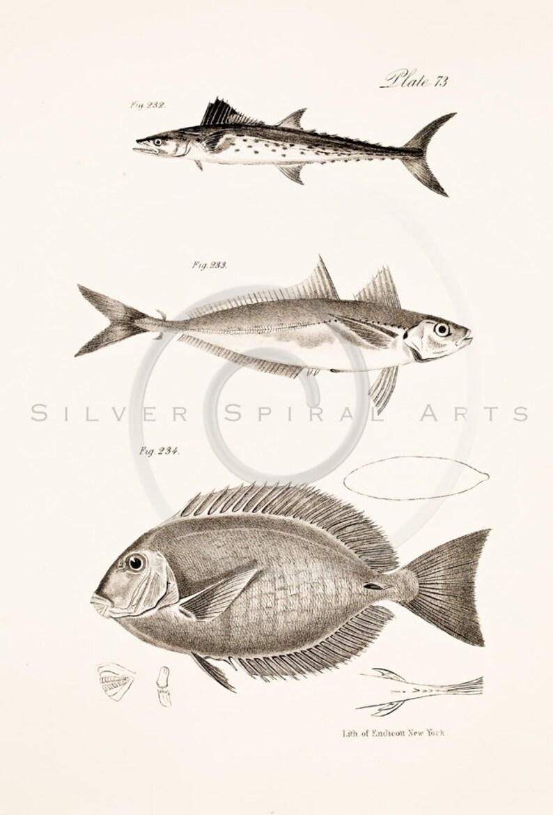 Vintage Fish Printable Aquatic Illustration 1800's Antique Fishes Print ...
