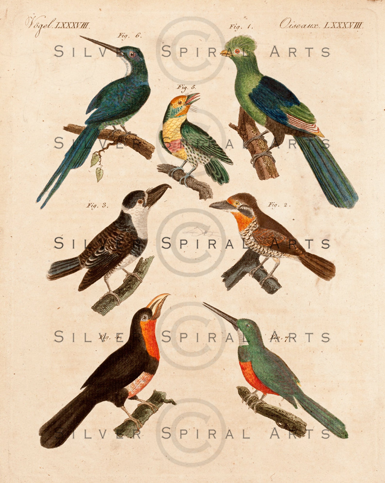 Vintage BIRD Image Digital Download Antique Bird Illustration Old Bird ...