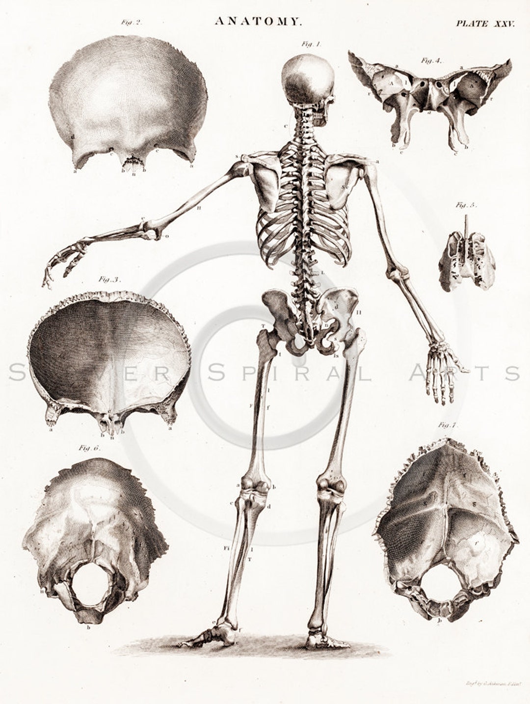 Vintage Human Skeleton Printable Illustration 1800s Antique Skeletons ...