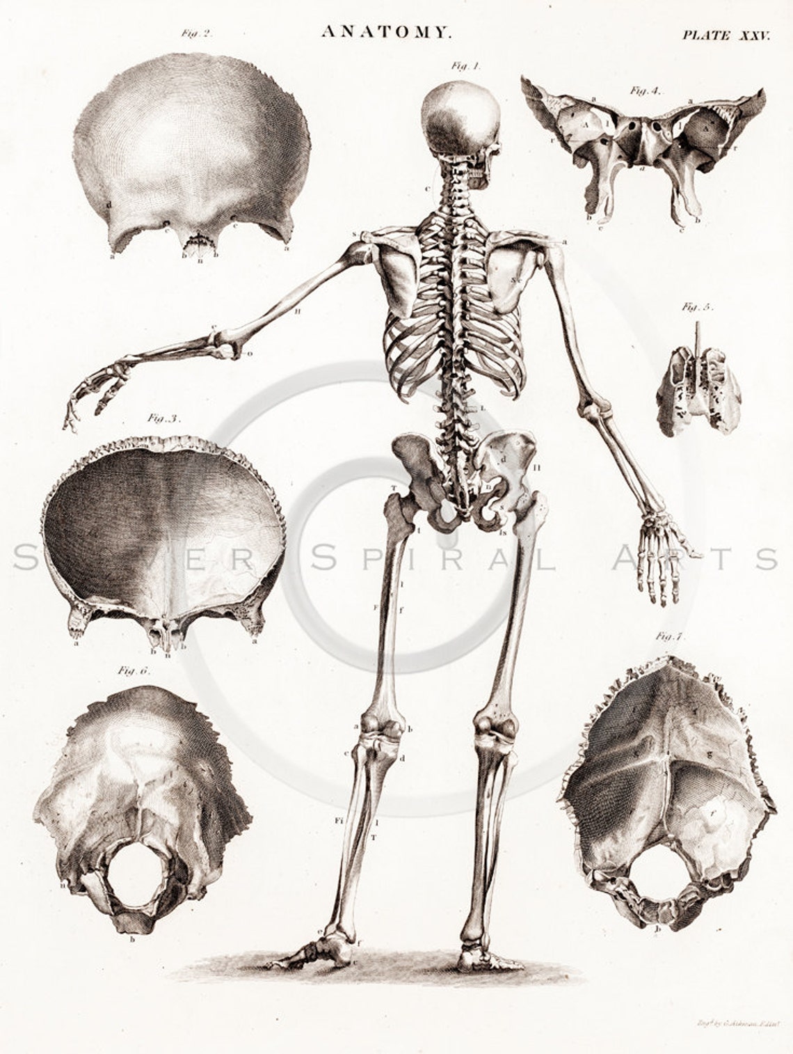 Vintage Human Skeleton Printable Illustration 1800s Antique Skeletons ...
