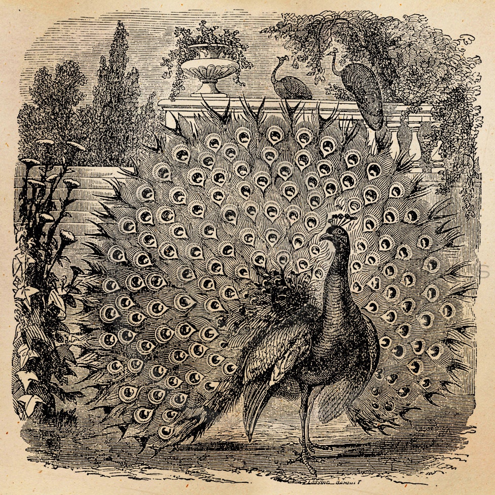 Old School Peacock