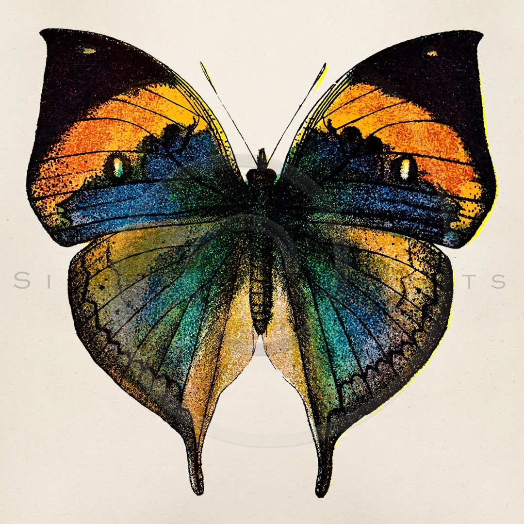 Vintage Butterfly Drawing