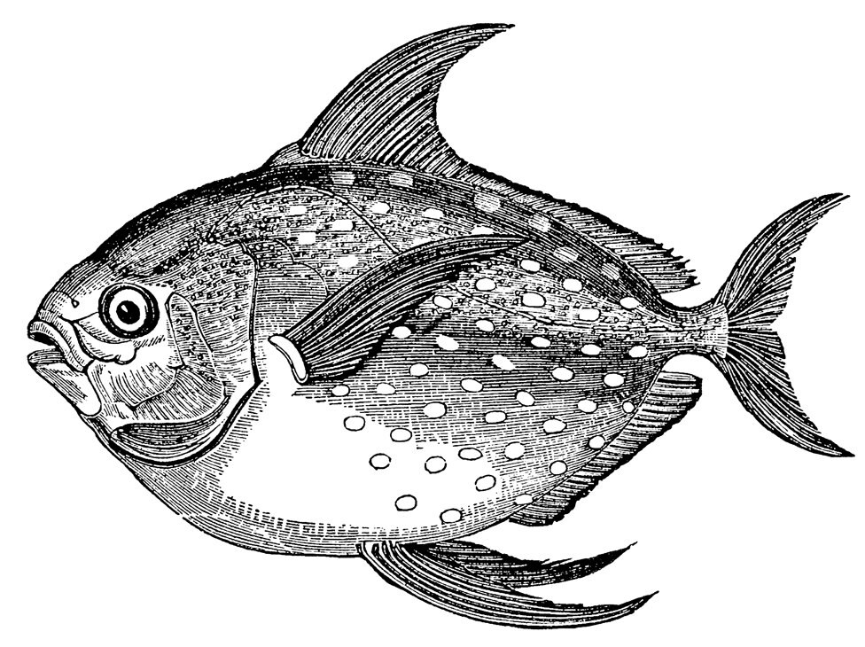 Vintage Opah Fish Illustration Printable 1800 Antique Marine Print ...