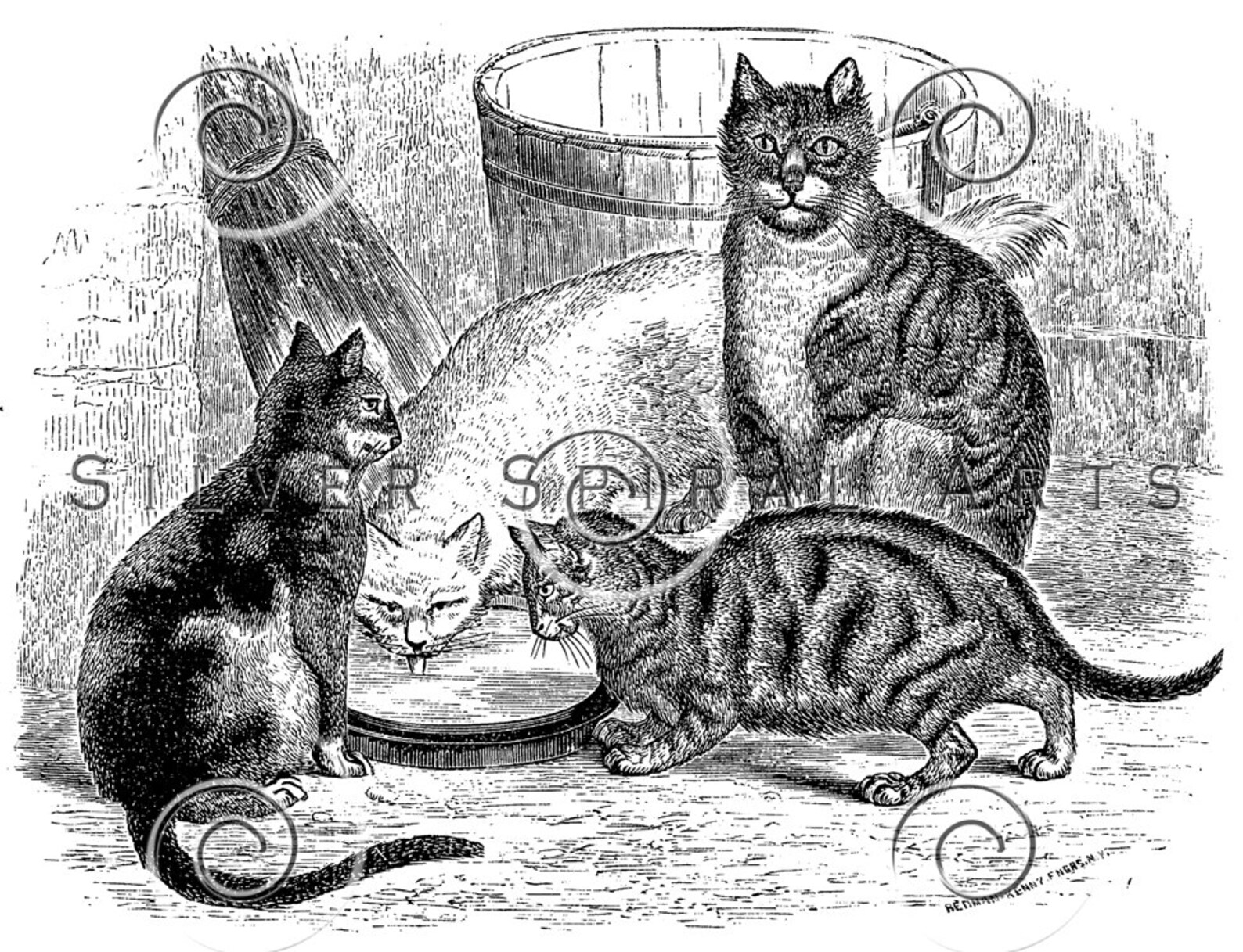 Vintage Cat Illustration Printable Cats 1800s Antique Animal Print ...