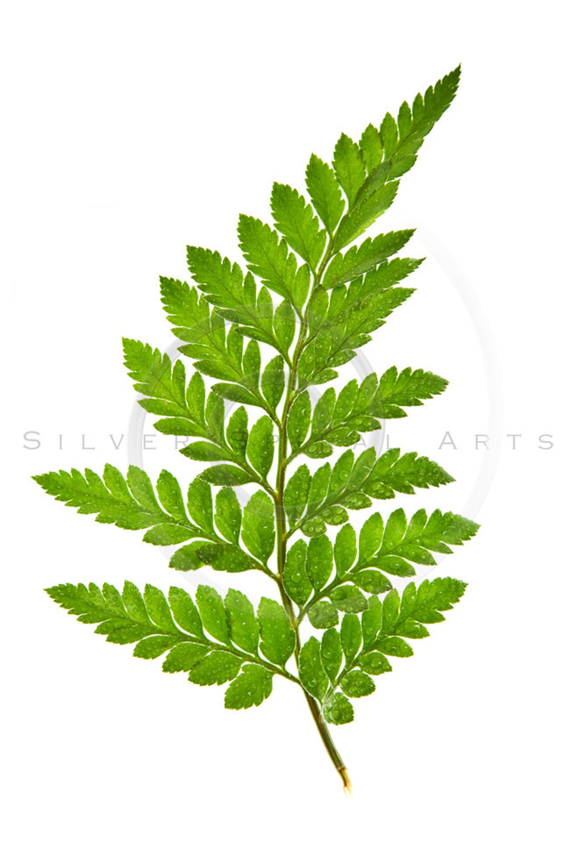 Fern Leaves Flower Instant Download Botanical Digital Image Printable ...