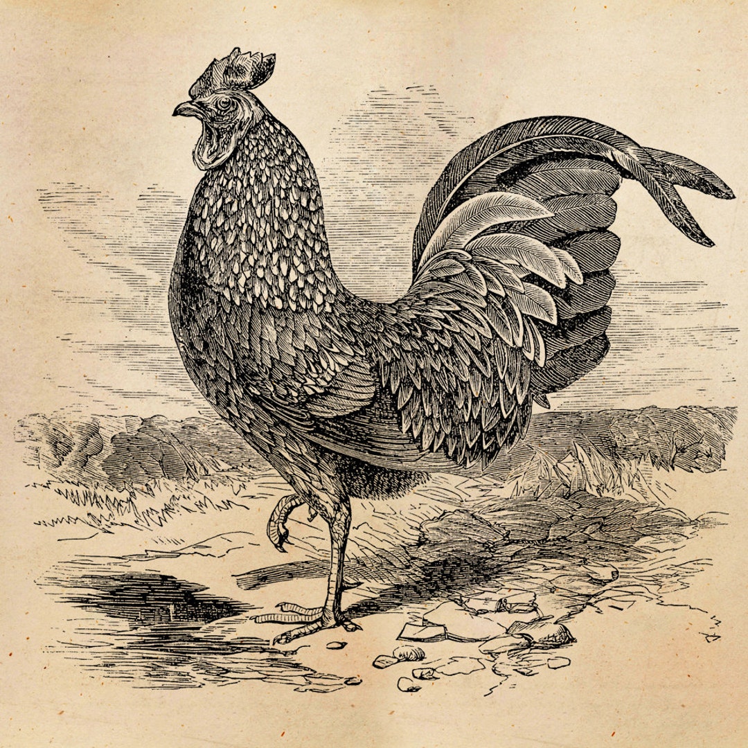 Vintage Rooster Illustration Printable 1800 Antique Chickens Print ...