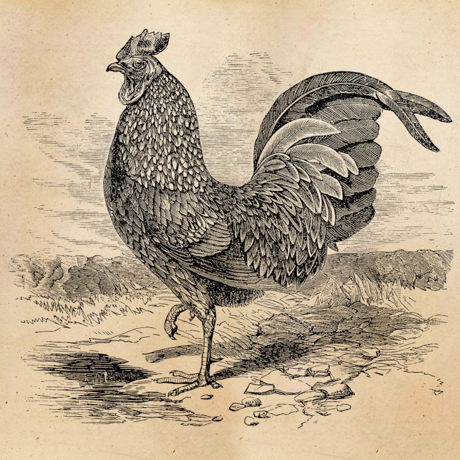 Vintage Rooster Illustration Printable 1800 Antique Chickens Print ...