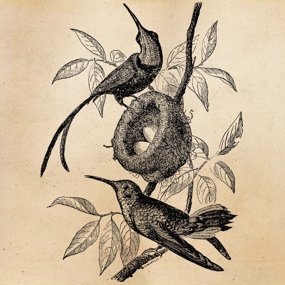 Vintage Hummingbird Illustration