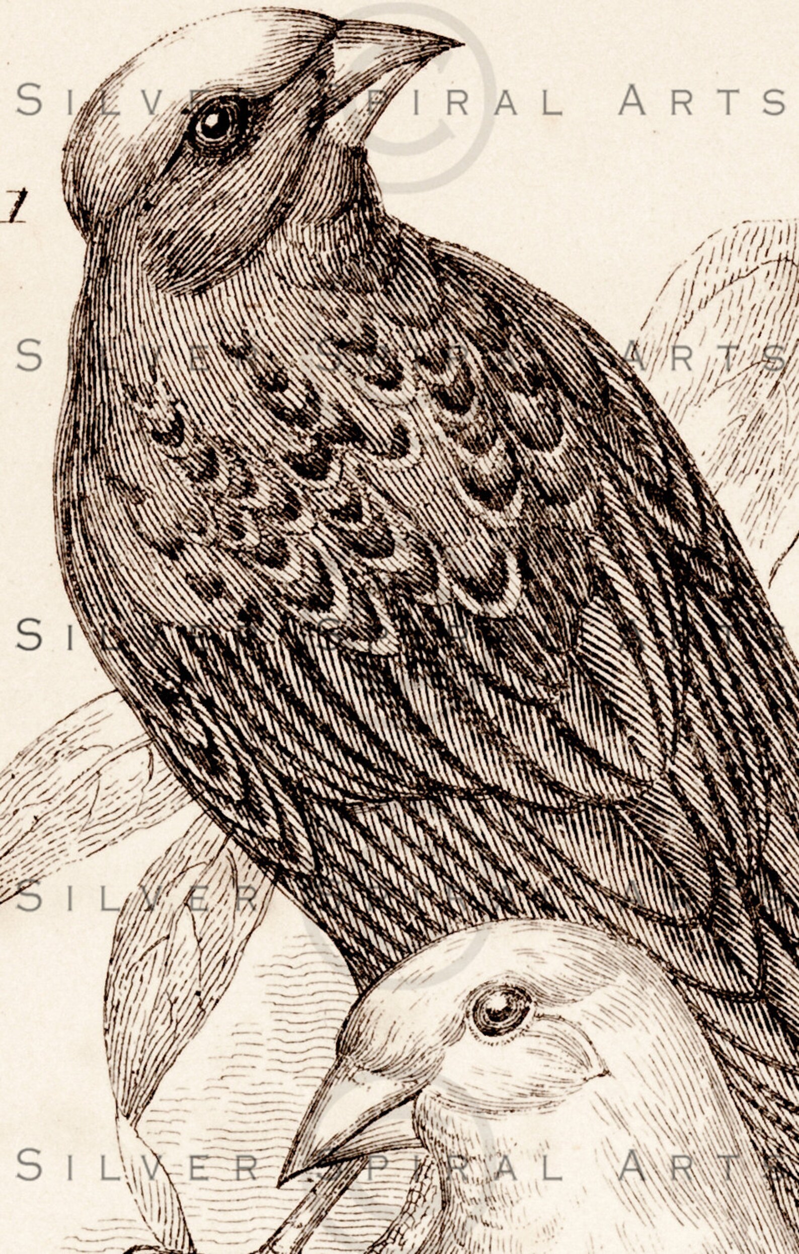 Vintage Canaries Printable Bird Illustration 1800s Antique Canary Print ...