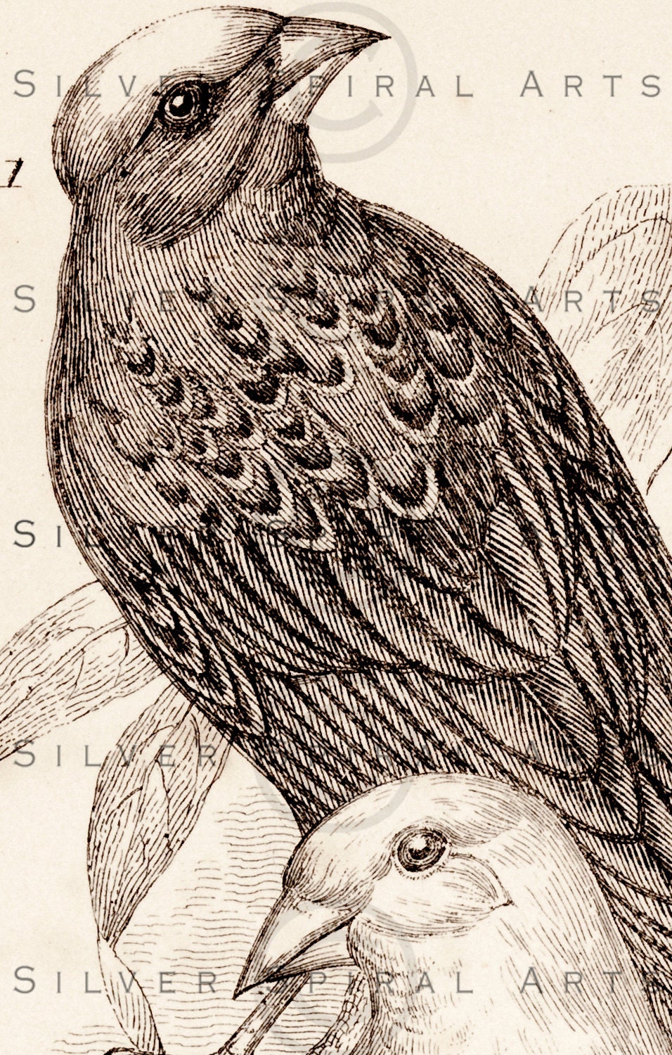 Vintage Canaries Printable Bird Illustration 1800s Antique Canary Print ...