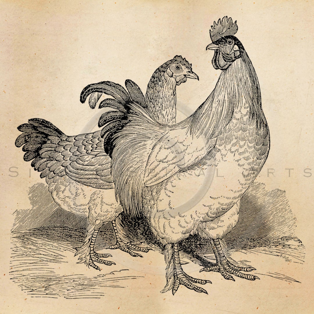 Vintage Chicken Rooster Illustration Printable 1800s Antique Print ...
