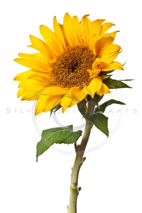 Sunflower White Background No Watermark