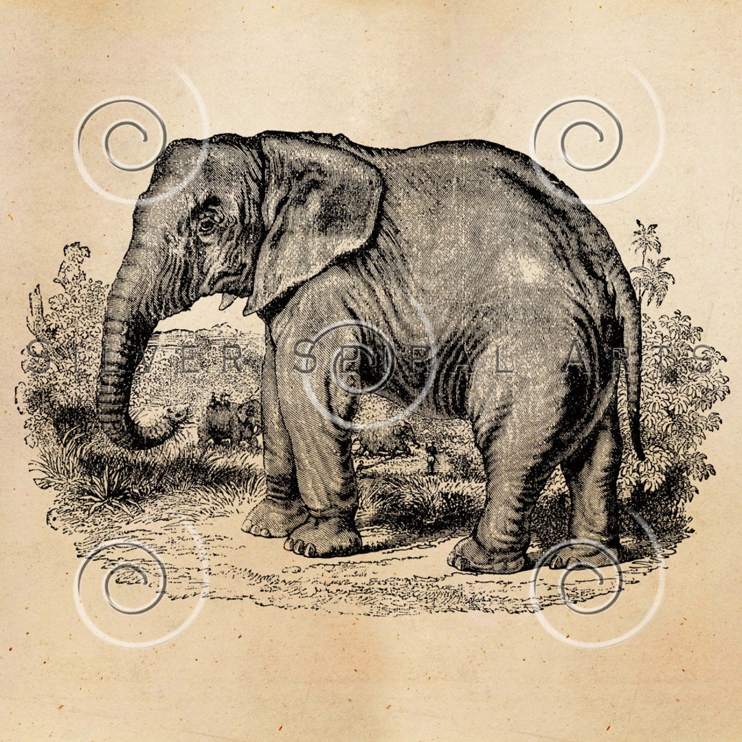 Vintage Elephant Illustration