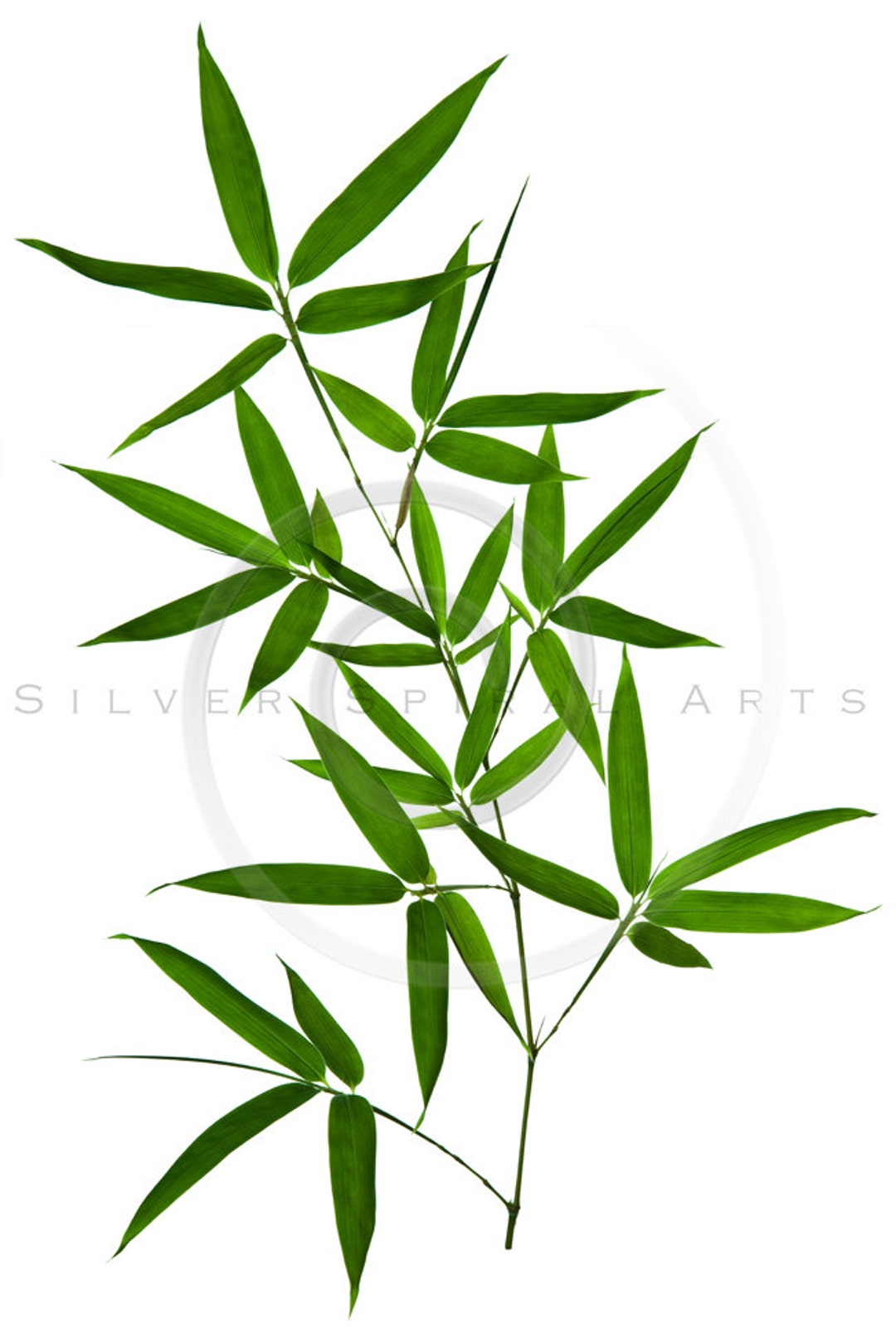 Bamboo Leaves Texture