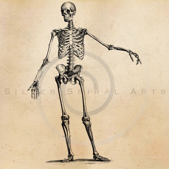 Skeleton Bones Drawing