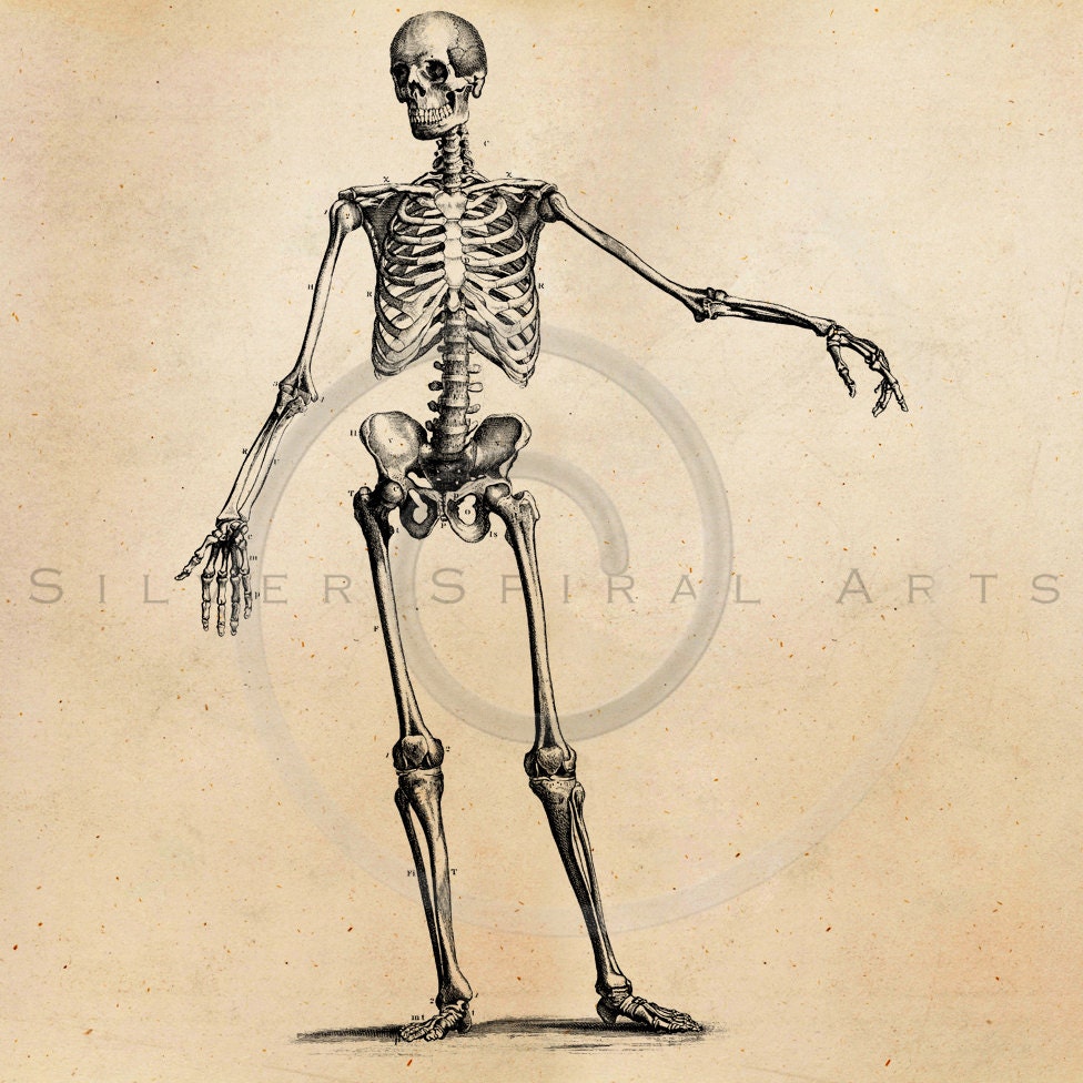 Vintage Skeleton Bone Illustration Printable 1800s Skeletons Antique ...