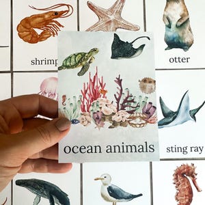 Ocean Animal Cards for Animal Recognition Beachy Prints for Toddler ...