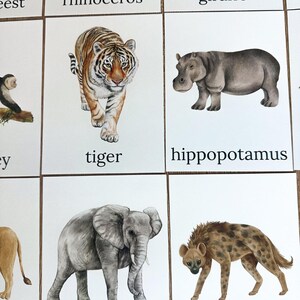 Safari Animal Recognition Cards Jungle Animal Prints for Toddler ...